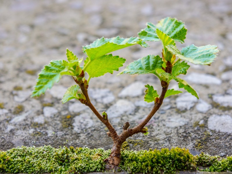 Tájékoztatás faültetéshez kapcsolódó ideiglenes forgalmi változásról a ...